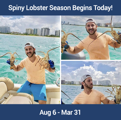 Florida's Spiny Lobster Season - What You Need to Know - Jason Taub ...