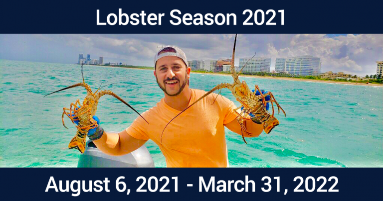 Florida's Spiny Lobster Season - What You Need to Know - Jason Taub ...